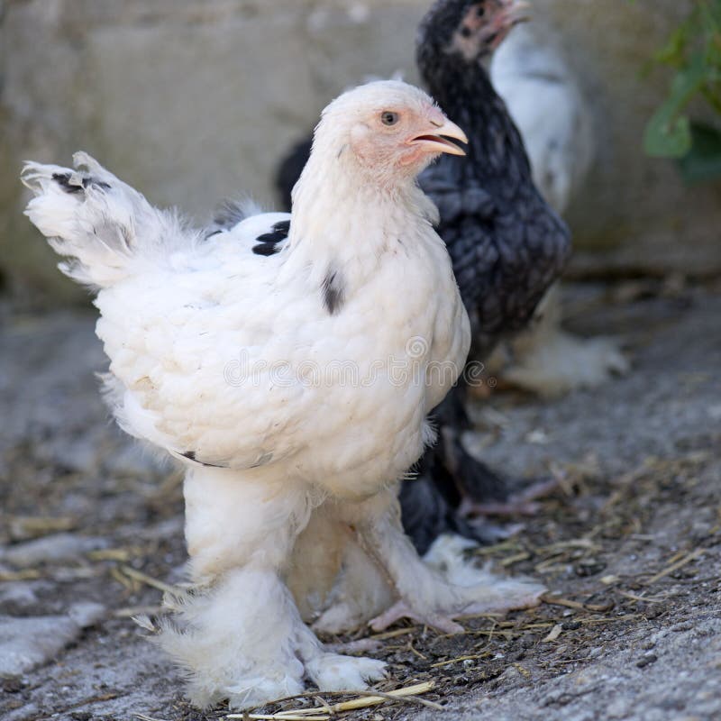 Giovane pollo di brahma immagine stock. Immagine di rurale - 73749213