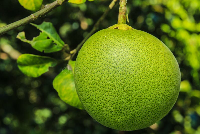 Grande Pomelo All'albero Di Pomelo, Pompelmo Immagine Stock - Immagine ...
