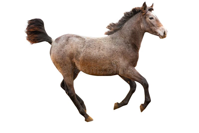 Giovane Puledro Su Fondo Bianco Fotografia Stock - Immagine di manica ...