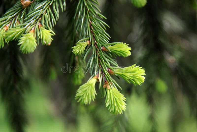 Giovane Ramo Di Albero Dell'abete Fotografia Stock - Immagine di verde ...