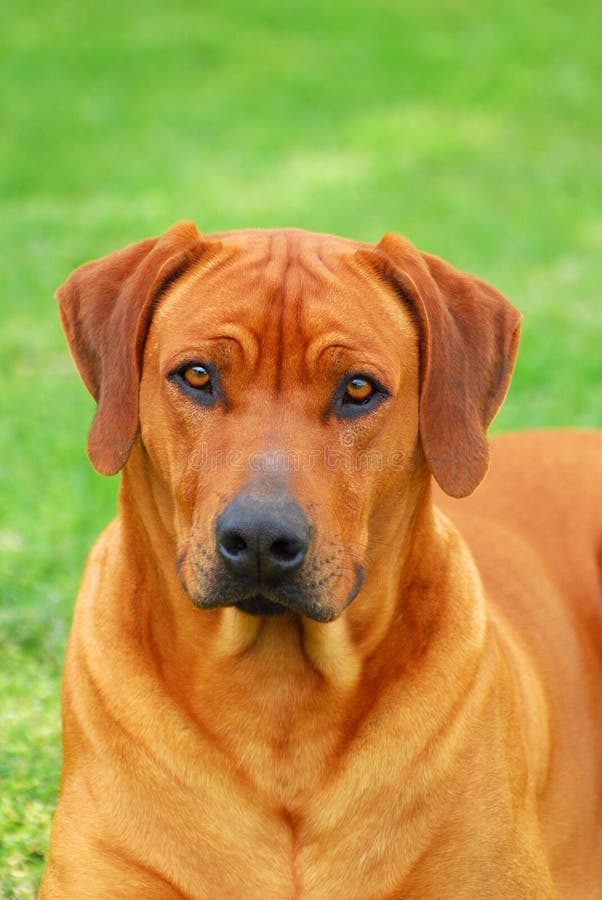 Giovane Ritratto Del Cane Di Rhodesian Ridgeback Immagine Stock ...