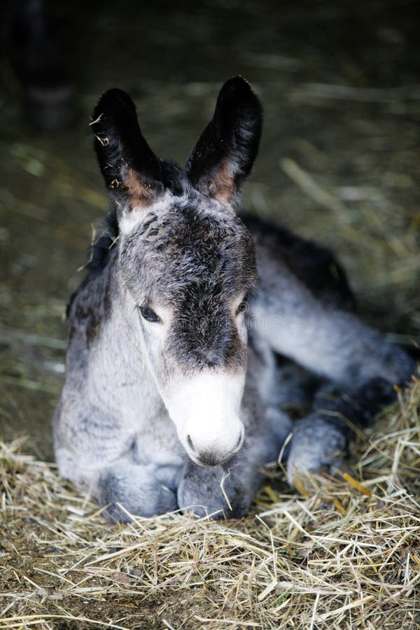 Giovane Ritratto Sveglio Dell'asino Immagine Stock - Immagine di ...