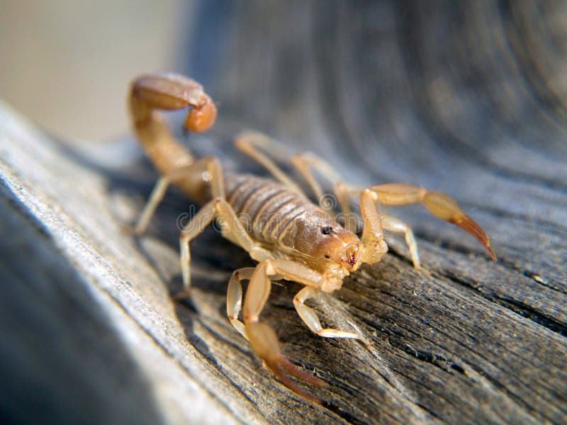 Scorpione Peloso Del Deserto. Fotografia Stock - Immagine di ...