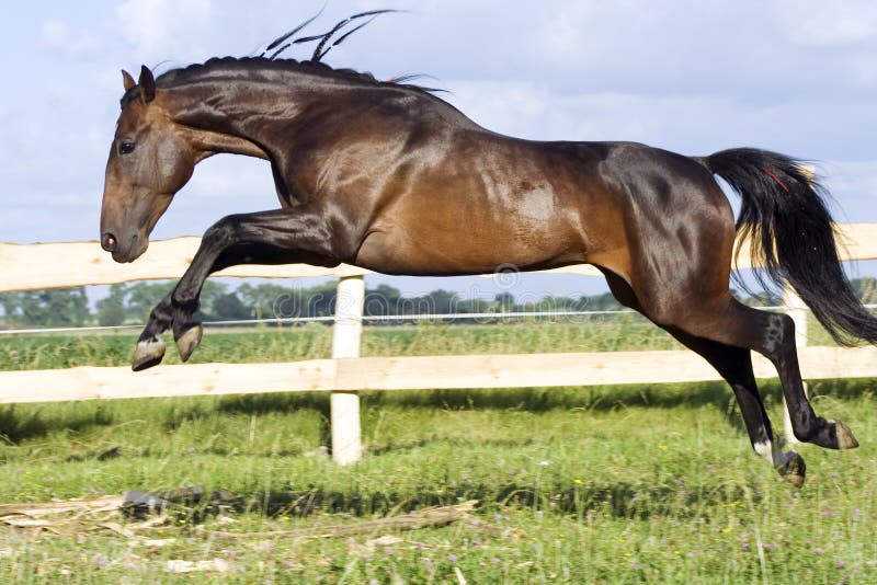 Giovane stallone di razza immagine stock. Immagine di salto - 44841173