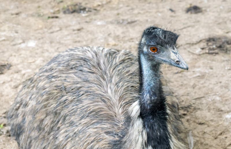 Un Giovane Struzzo Chiuso in Un Allevamento Di Struzzi Fotografia Stock ...