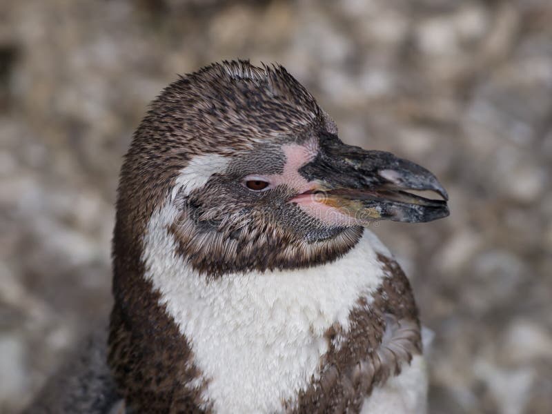 Giovane Testa Non Sana Del Pinguino Fotografia Stock - Immagine di ...