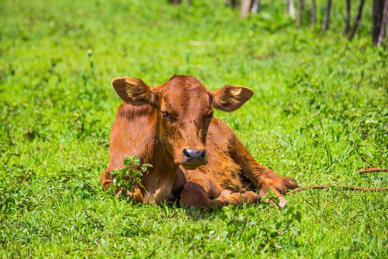 Pascolo Dei Vitelli in Un Allevamento Immagine Stock - Immagine di ...