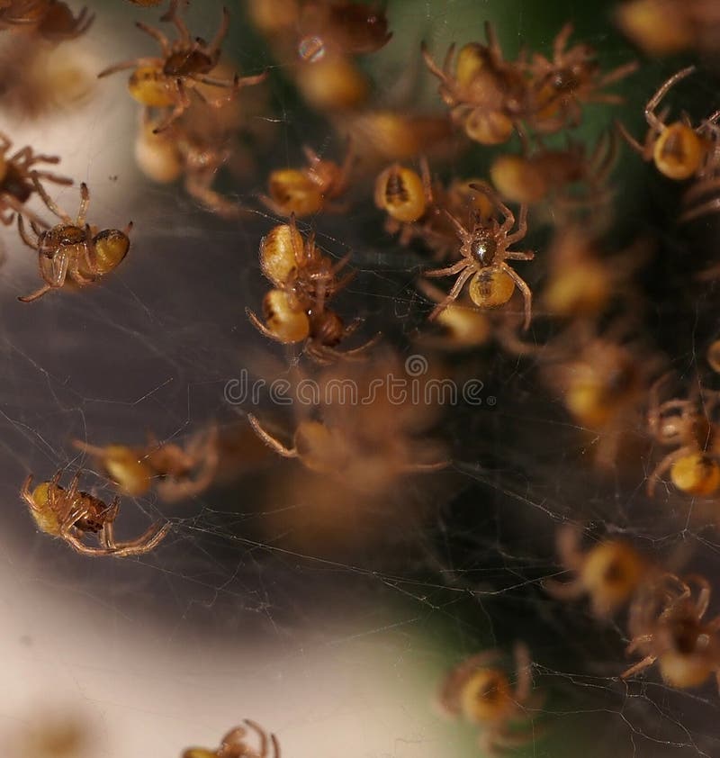 Giovani Ragni Nati Nella Colonia Nido Di Neonati Fotografia Stock ...