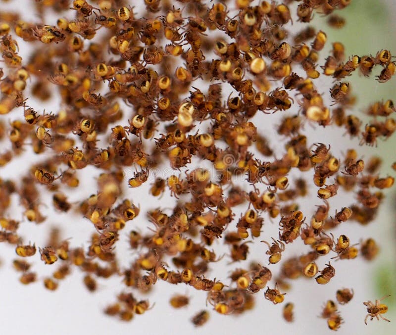 Giovani Ragni Nati Nella Colonia Nido Di Neonati Fotografia Stock ...