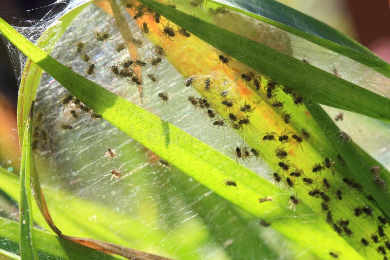 Giovani Ragni Nati Nella Colonia Nido Di Neonati Fotografia Stock ...