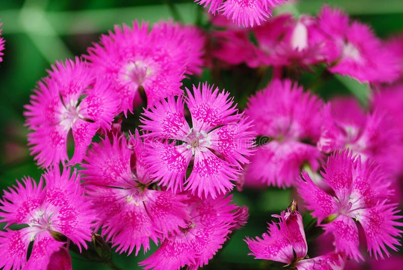 Gipsy flower stock photo. Image of hippy, flowers, funky - 4753414