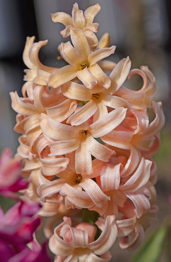 Hyacinth ”Gipsy Queen” the Colors of Spring in the Garden Stock Photo ...
