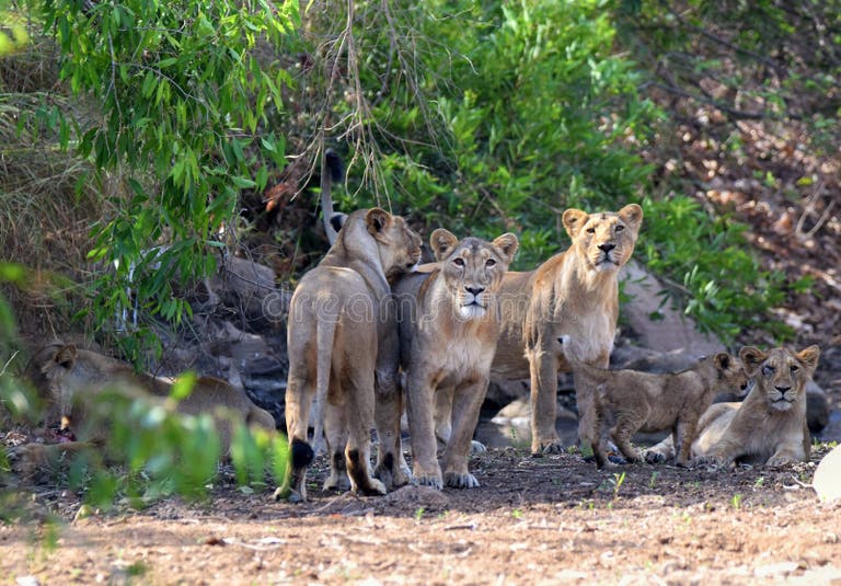 5,709 Freebody Gir Stock Photos - Free & Royalty-Free Stock Photos from ...