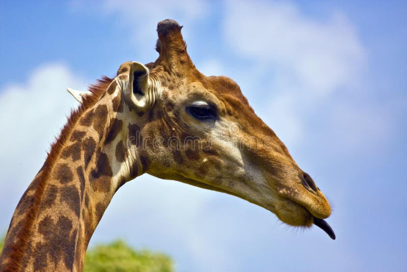 Giraf stock foto. Image of giraf, zoogdieren, leefgebied - 10661660