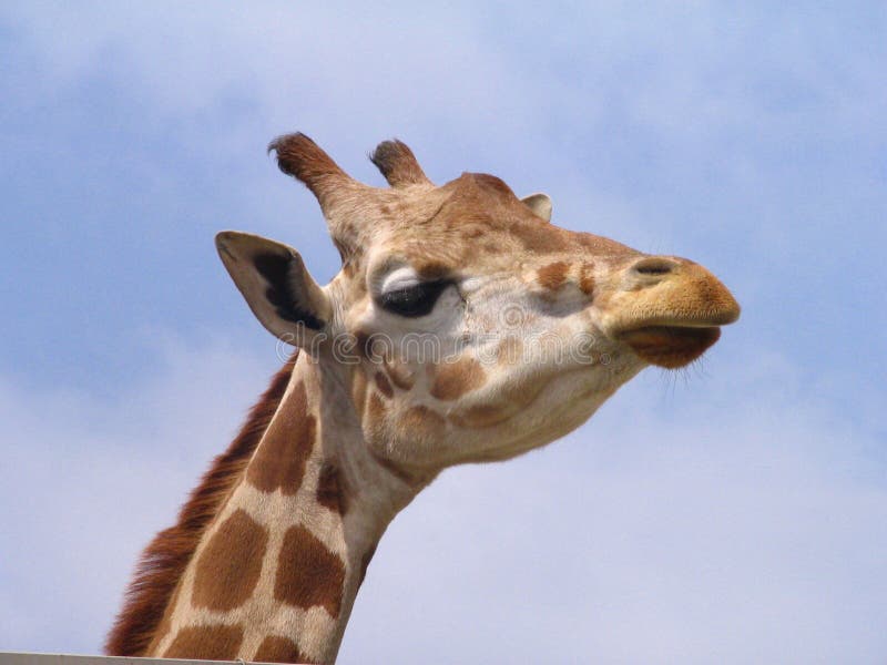 Giraffe stock afbeelding. Image of continent, kijk, groot - 1173129