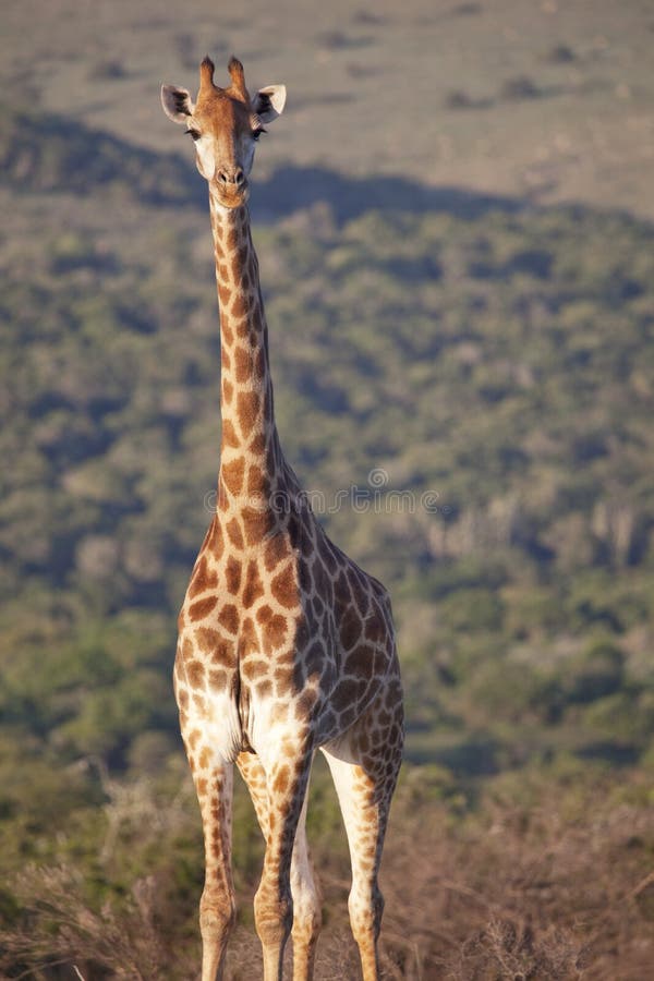 Giraf in de Dierentuin stock foto. Image of baby, afrika - 7722250