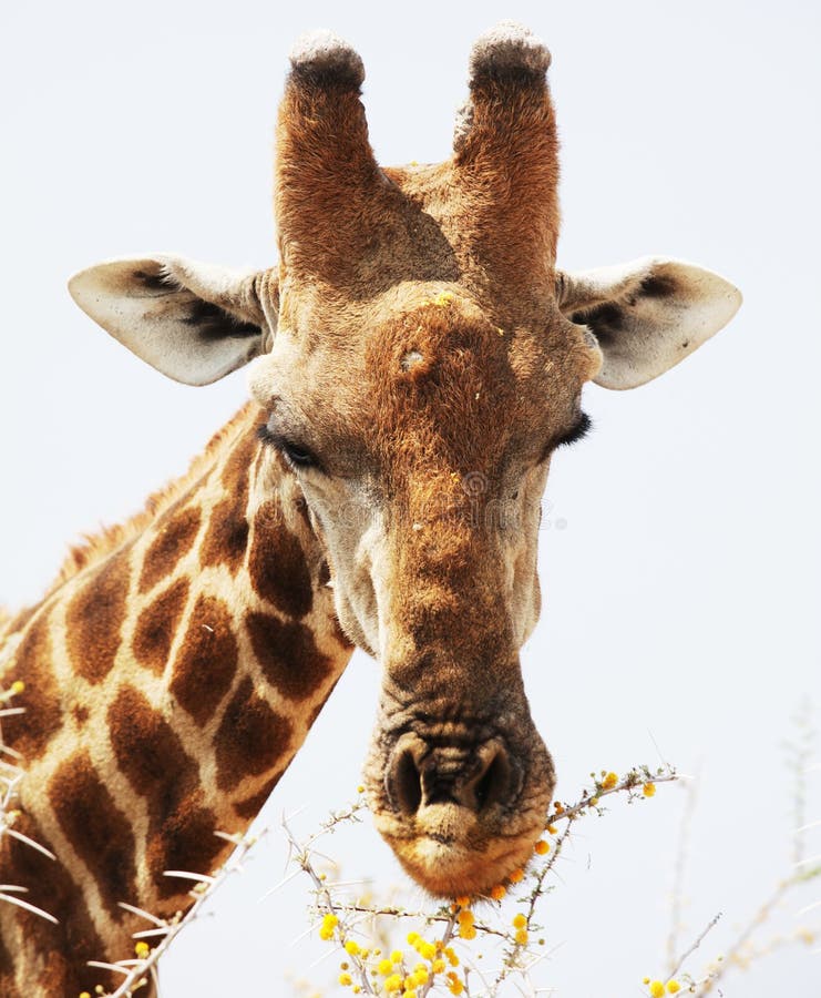 Giraf stock foto. Image of nafta, zoogdier, mens, dier - 211545034