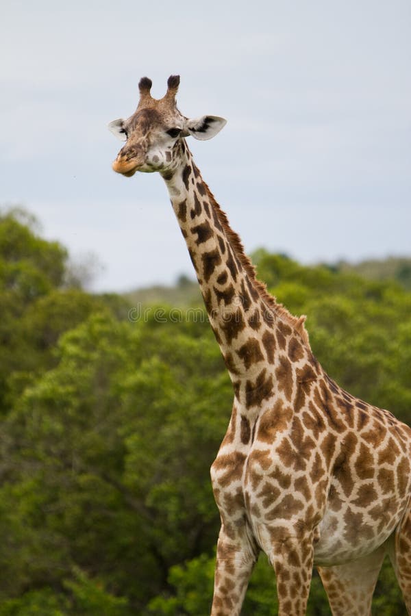 Giraf stock foto. Image of giraf, kauw, tijd, expeditie - 14298324