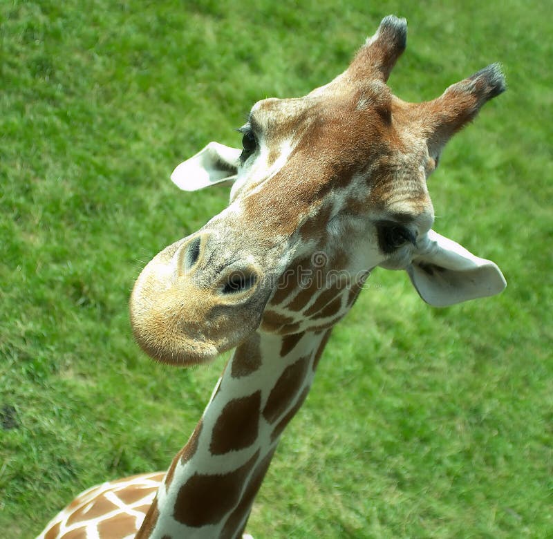 Giraf 2 stock afbeelding. Image of giraffen, vlek, zoogdieren - 252757