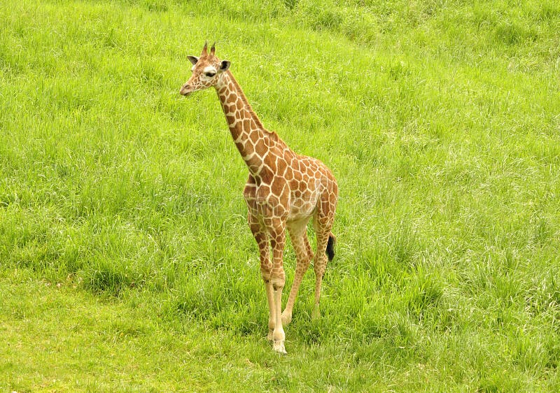 Giraf stock foto. Image of duidelijk, verticaal, toerisme - 14784292