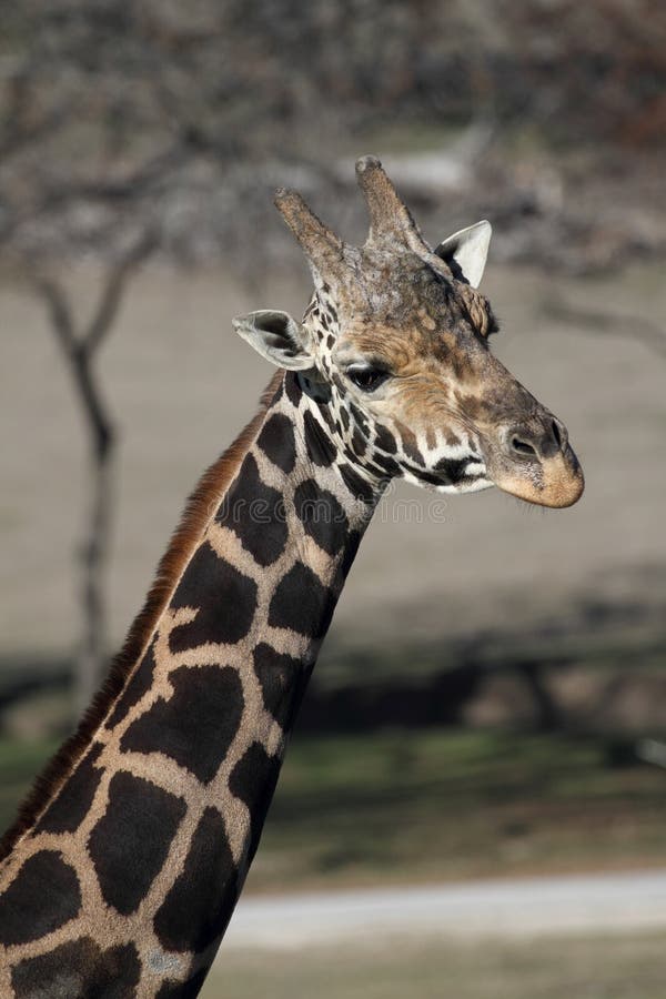 Giraf stock foto. Image of hoefdier, lang, giraf, groot - 22869456