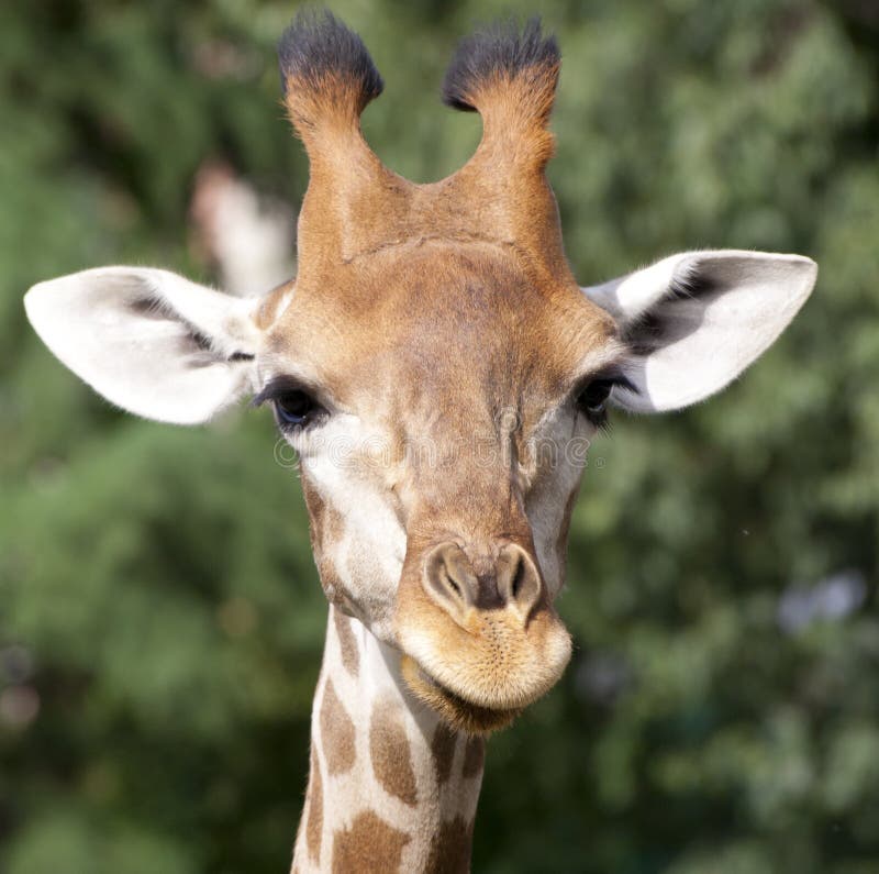 Het Hoofd Van Het Girafprofiel Stock Afbeelding - Image of ruimte, dier ...