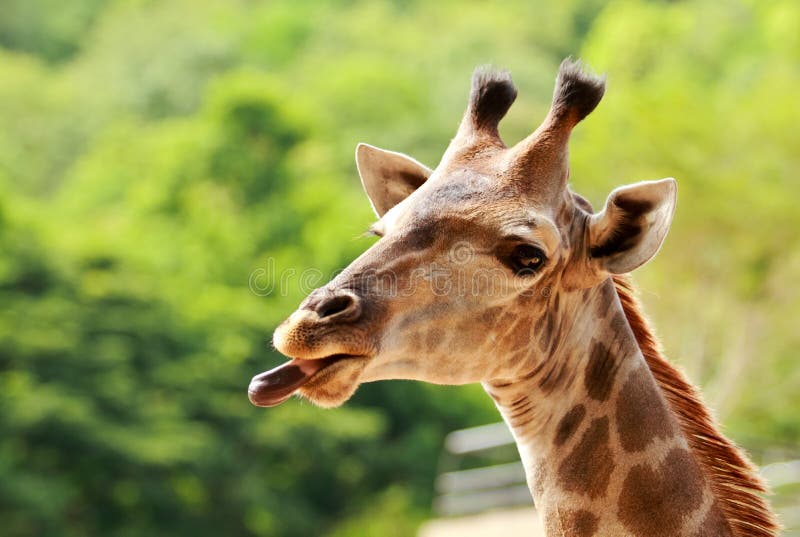 De giraf toont zijn tong stock foto. Image of benen, huid - 11175742