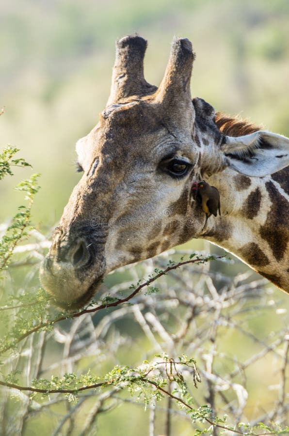 Giraf stock afbeelding. Image of aards, zuiden, afrika - 31145187