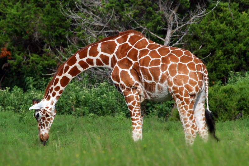 Het eten van de giraf stock afbeelding. Image of buiten - 14913033