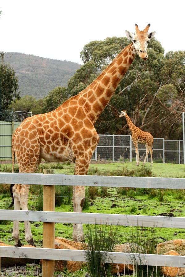 Giraf in een dierentuin stock afbeelding. Image of bruin - 42454473