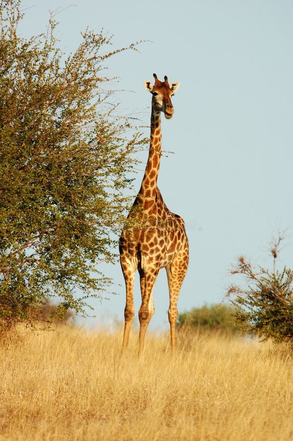 Giraf stock foto. Image of herbivoor, giraf, vlekken, groot - 4154850