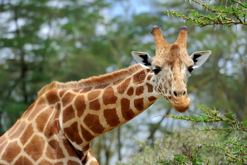 Giraf die Bladeren eet stock afbeelding. Image of naughty - 20166201