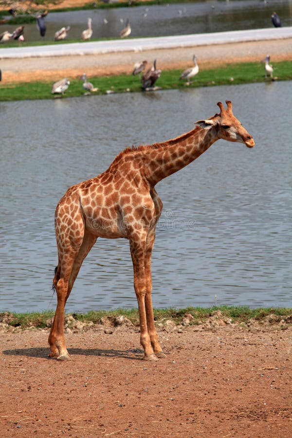 Giraf stock afbeelding. Image of zonnig, wild, dierentuin - 40984669