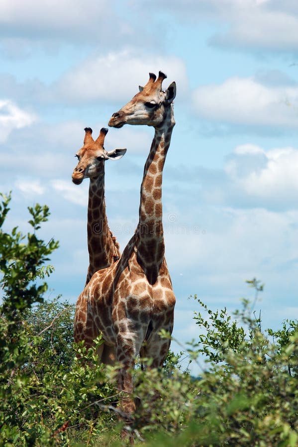De Giraf Van Het Mamma En Haar Baby in Savanne Stock Afbeelding - Image ...