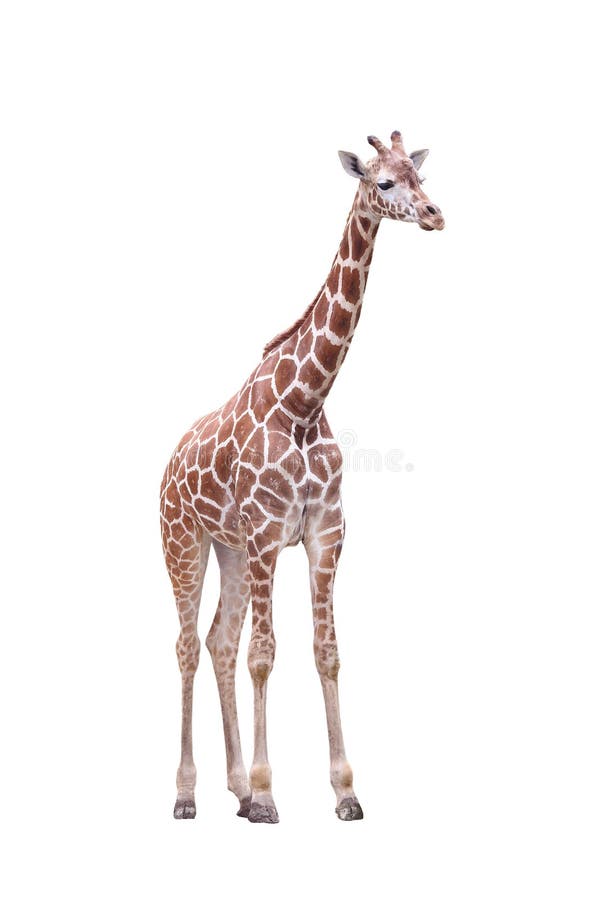 Het Geïsoleerde Babygiraf Lopen Stock Afbeelding - Image of staart ...