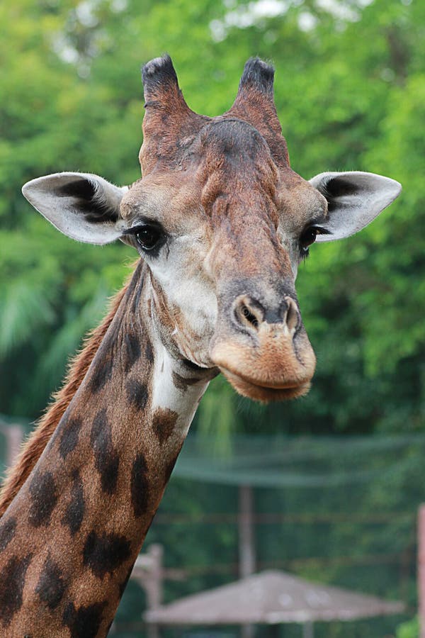 Giraf stock afbeelding. Image of één, rustig, schitterend - 46298445