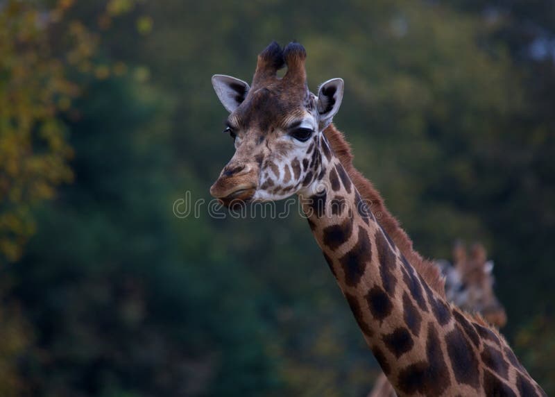 Giraf stock foto. Image of likken, camelopardalis, vrolijk - 47280722