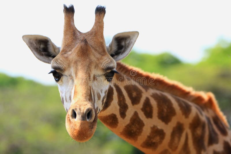 Giraf stock afbeelding. Image of dier, giraf, zoogdier - 95583785