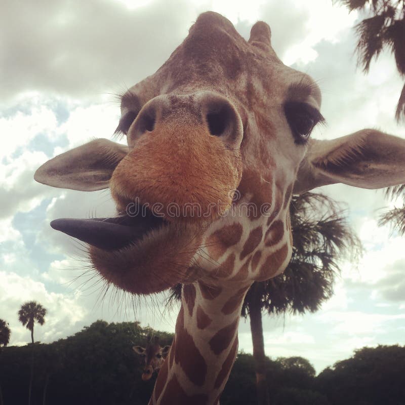 Giraf redactionele afbeelding. Image of giraf, tuinen - 63993955