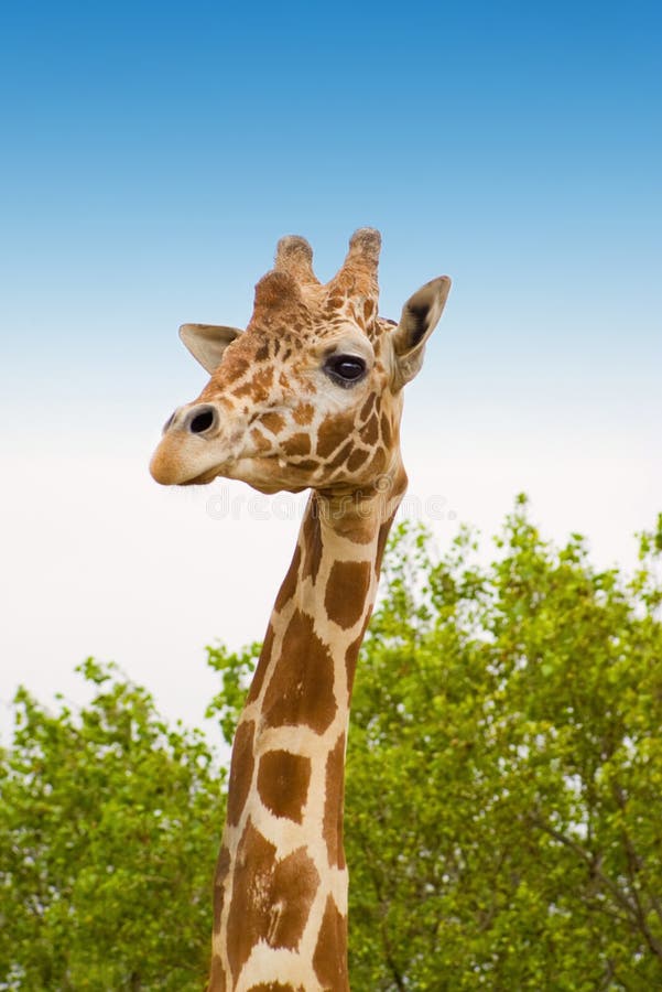Het Portrethals En Hoofd Van De Giraf Met Witte Achtergrond Stock ...
