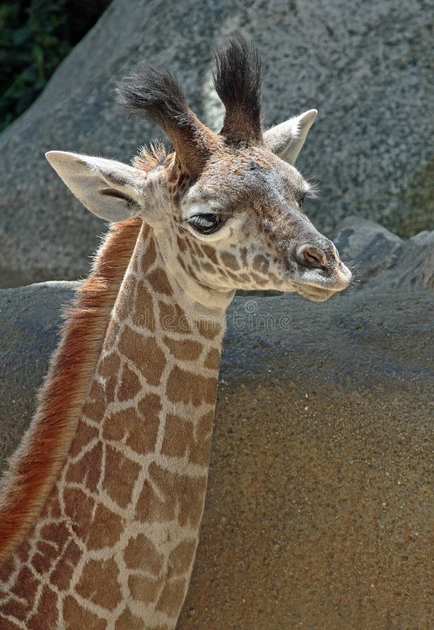 Giraf stock foto. Image of expressief, bereiken, struik - 73882280