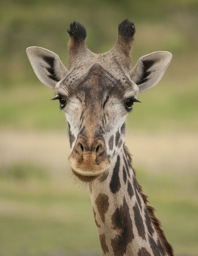 Giraf stock afbeelding. Image of dier, giraf, zoogdier - 95583785