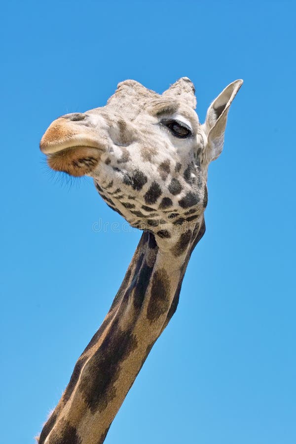 Giraf, close-up stock foto. Image of afrika, dierentuin - 39595636