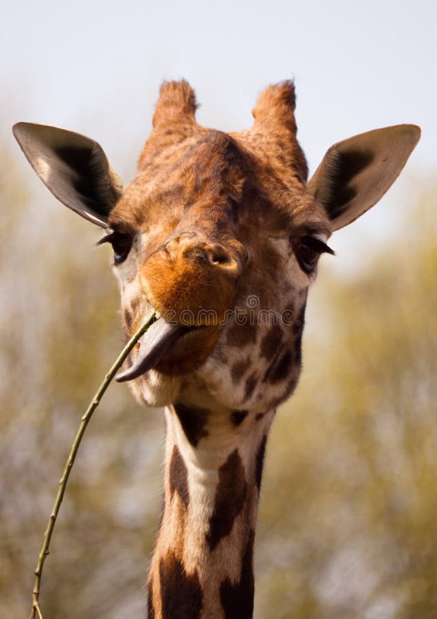 Een Giraffe Die Met Zijn Lange Tong Aan Een Takje Knaagt Stock ...