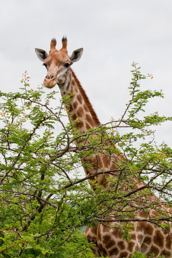 Giraf en boom stock foto. Image of lang, savanne, camelopardalis - 22394952