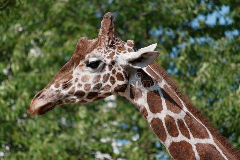 Giraf stock photo. Image of nature, local, long, giraf - 85549020