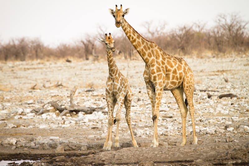 De Giraf Van Het Mamma En Haar Baby In Savanne Stock Afbeelding - Image ...
