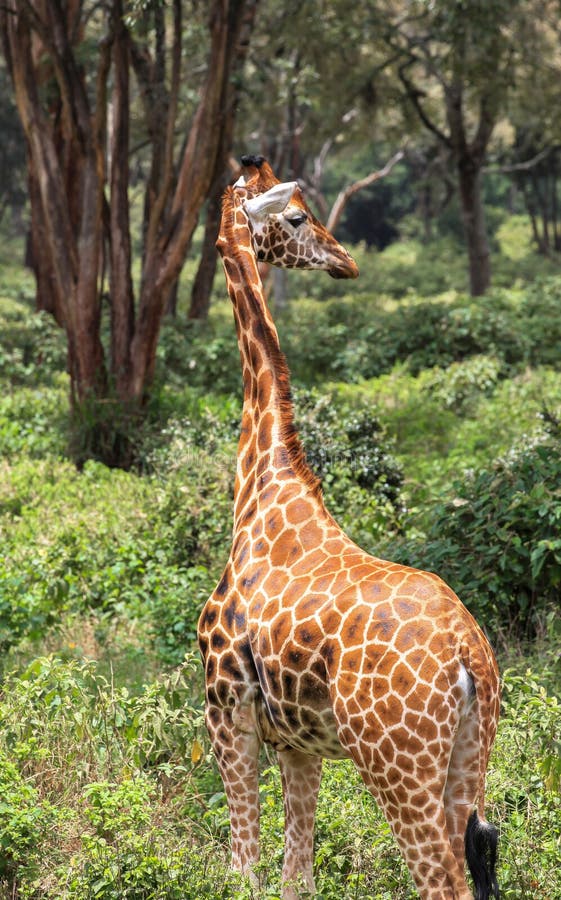 Giraf in Nairobi Kenia stock afbeelding. Image of lokaal - 67637451