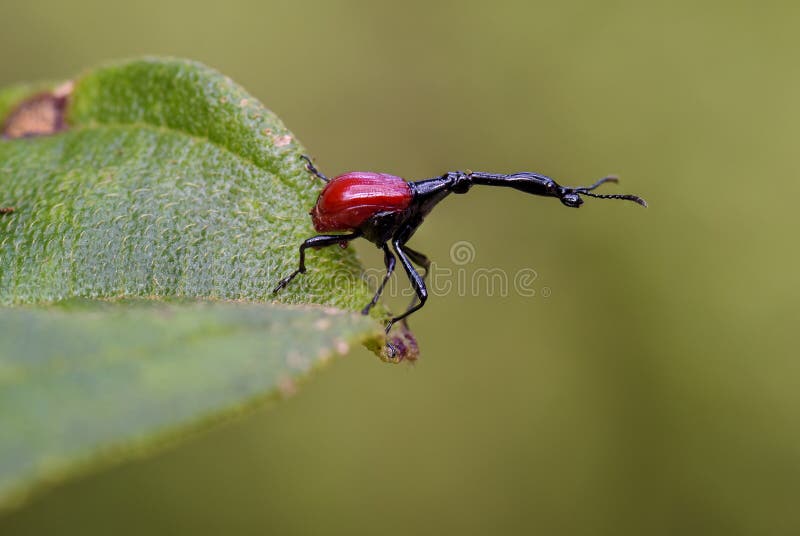 De Graanklander Van De Giraf Stock Afbeelding - Afbeelding bestaande ...