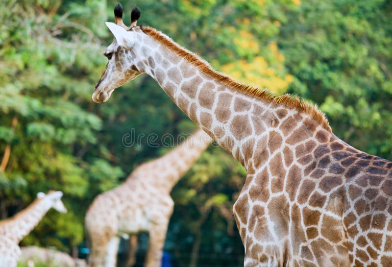 Close-up giraf, giraffe stock image. Image of agile, jungle - 6644943